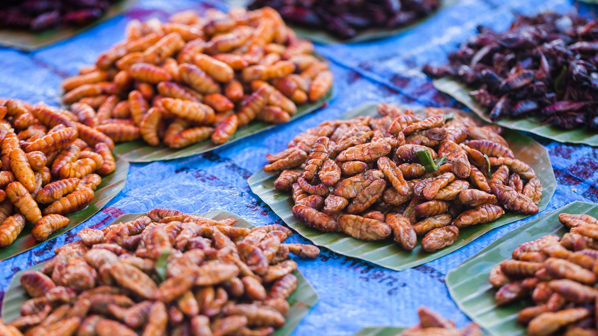 Exploring edible insect market expansion with Eat Grub - Inside Food ...